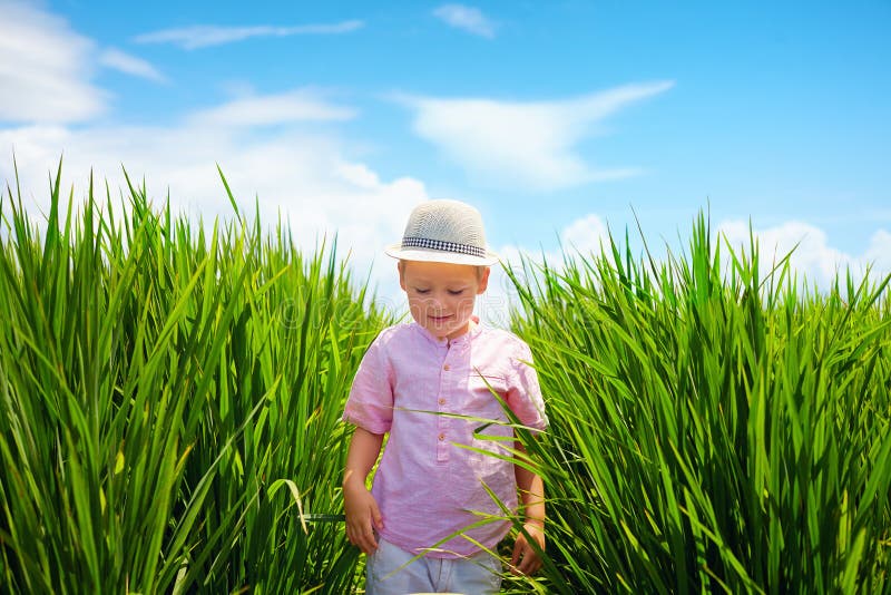 Cute Little Boy Walking through the Rice Field Stock Photo - Image of ...