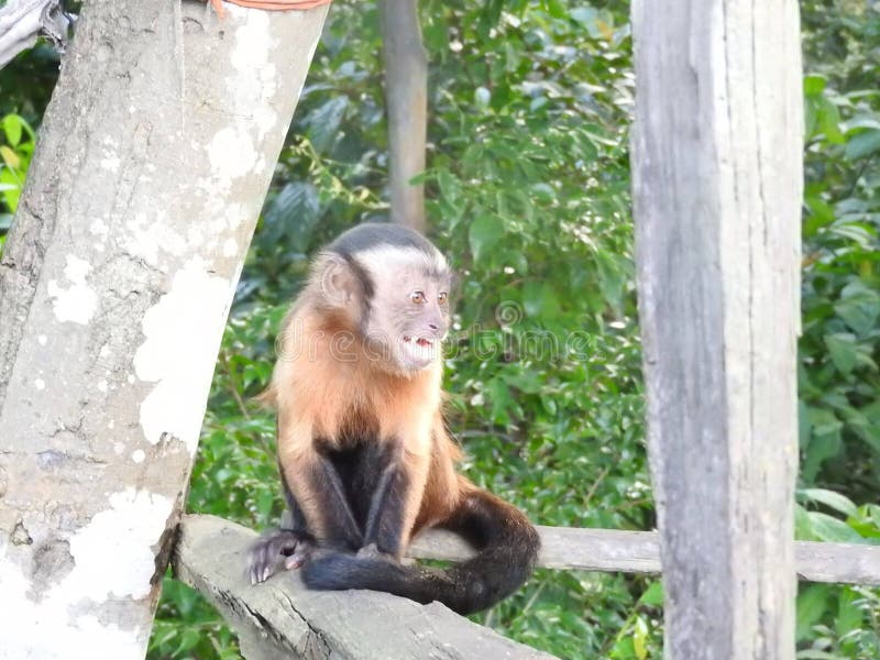 Little Brazilian Monkey in Amazon Stock Image - Image of gorilla ...