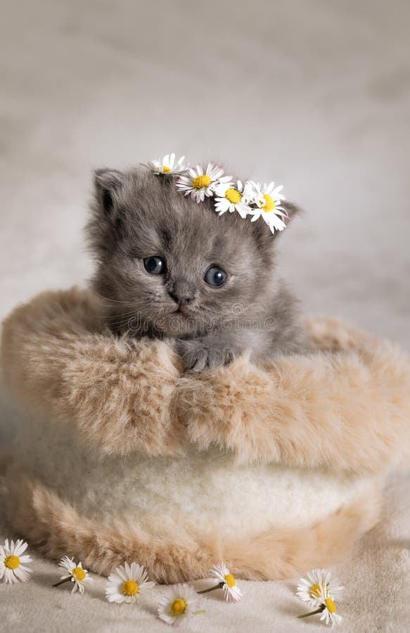 Cute Little British Race Kitten with Daisy Flowers. Stock Photo - Image ...