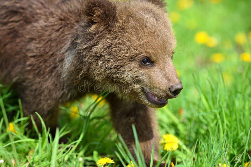 Cute Little Brown Bear Cub Playing on a Lawn Stock Photo - Image of ...
