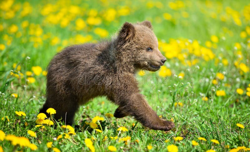 Cute Little Brown Bear Cub Playing on a Lawn among Dandelions Stock ...