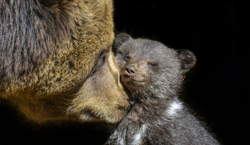 Cute Little Brown Bear and His Mother Stock Photo - Image of teddy ...