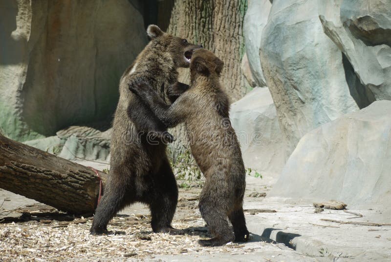 Cute Little Brown Bears in the Zoo Stock Image - Image of fauna, lovely ...