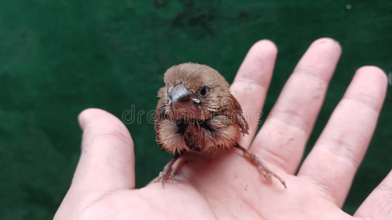 Cute Little Brown Bird on a Man S Hand Stock Image - Image of cute ...