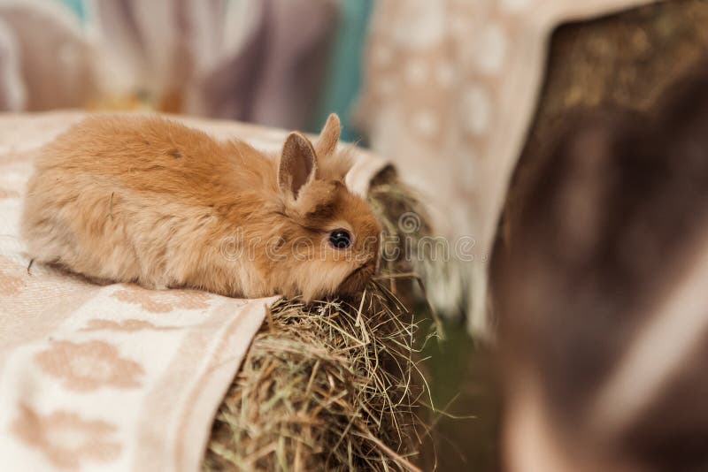 Cute Little Brown Bunny stock photo. Image of flower - 111132588