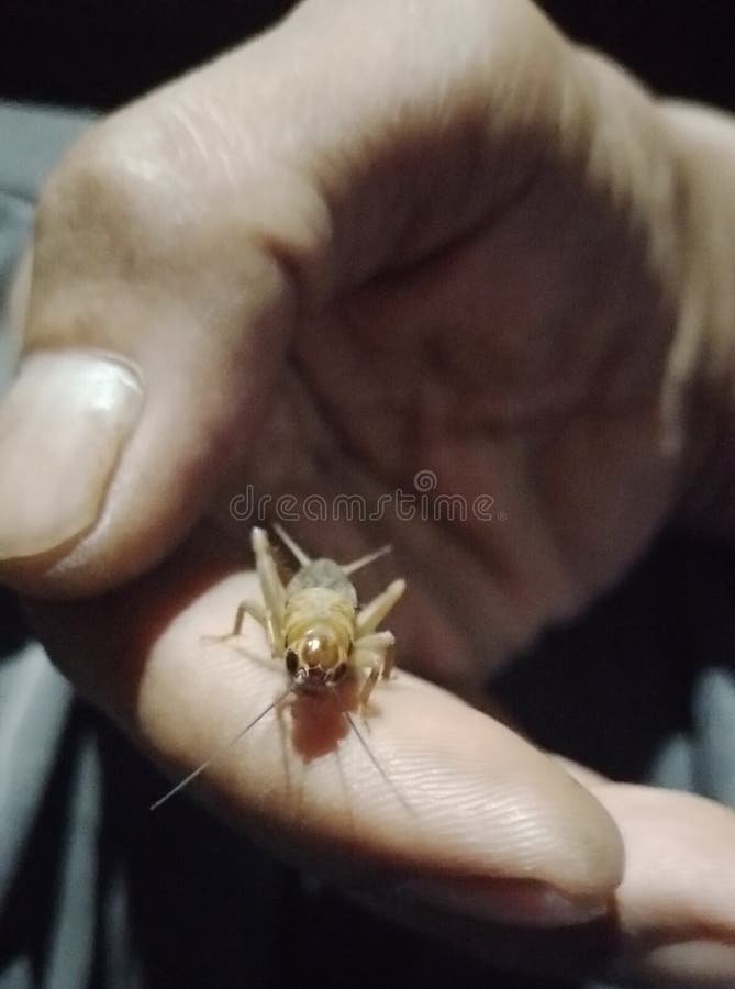 Cute a Little Brown Cricket in Hand Stock Image - Image of cricket ...