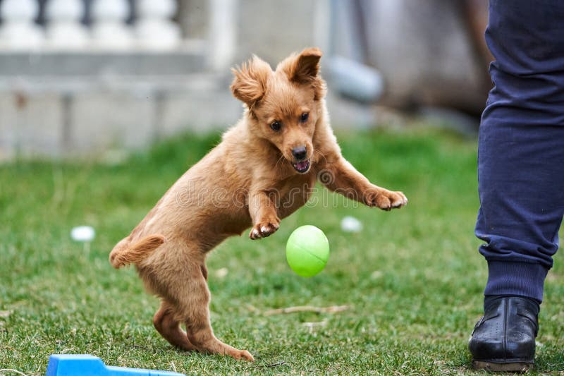 Cute Little Brown Dog Playing in the Grass Stock Photo - Image of ...