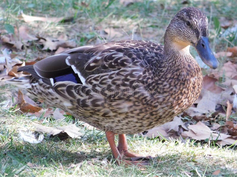 Cute little brown duck stock image. Image of sacramento - 112141297