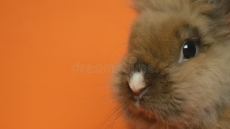 Cute Little Brown Fluffy Easter Bunny on an Orange Background. Easter ...