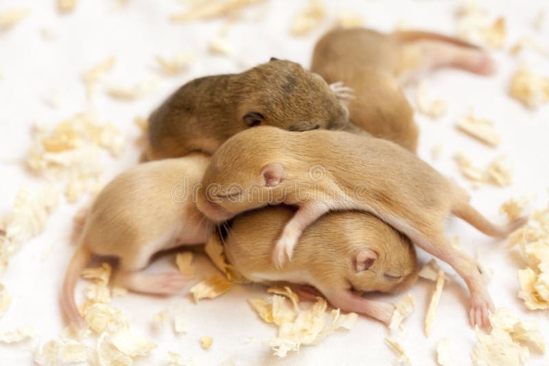 Cute Little Brown Mice Babies Sleeping Huddled Together. Macro Image ...