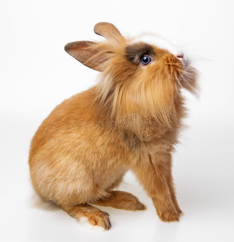 Little brown rabbit stock image. Image of adorable, cute - 31139803