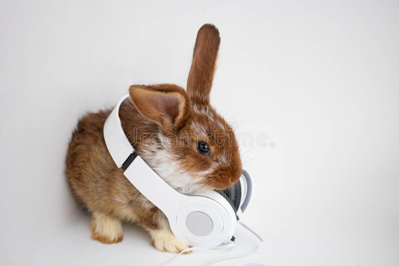 Cute Little Brown Rabbit with White Headphones. the Concept of Easter ...