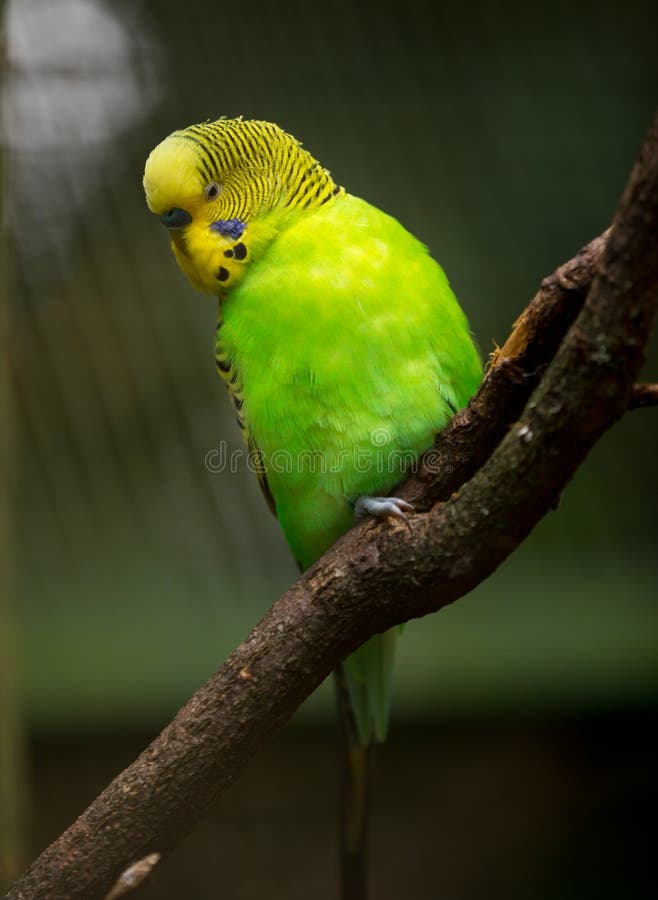 Little budgie parrot stock image. Image of colored, animal - 14489797