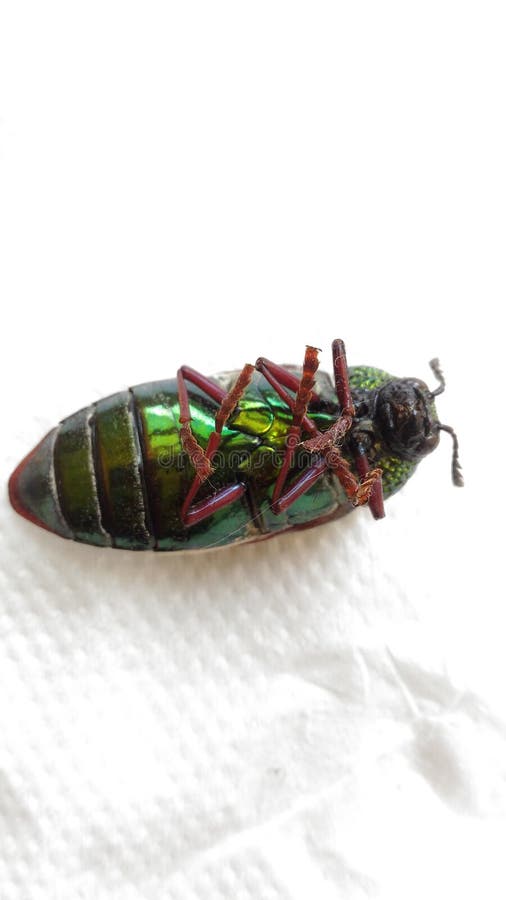 Cute green bug stock image. Image of cute, green, plant - 121031133