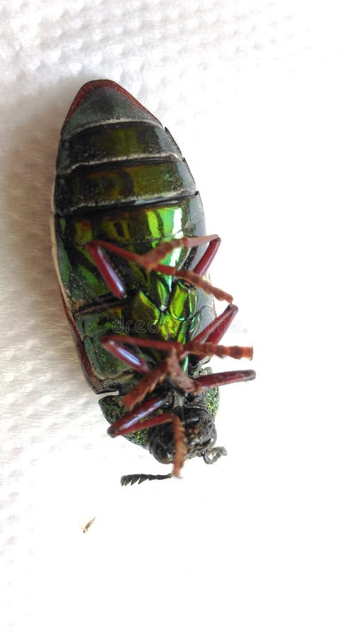 Cute Bug Stock Photos - Download 11,265 Royalty Free Photos