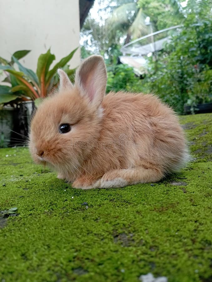 Cute little bunny stock image. Image of rabbit, animal - 269889457