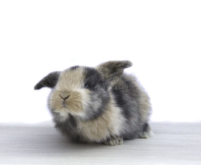 Bunny Eating White Background Stock Photo - Image of portrait, eating ...