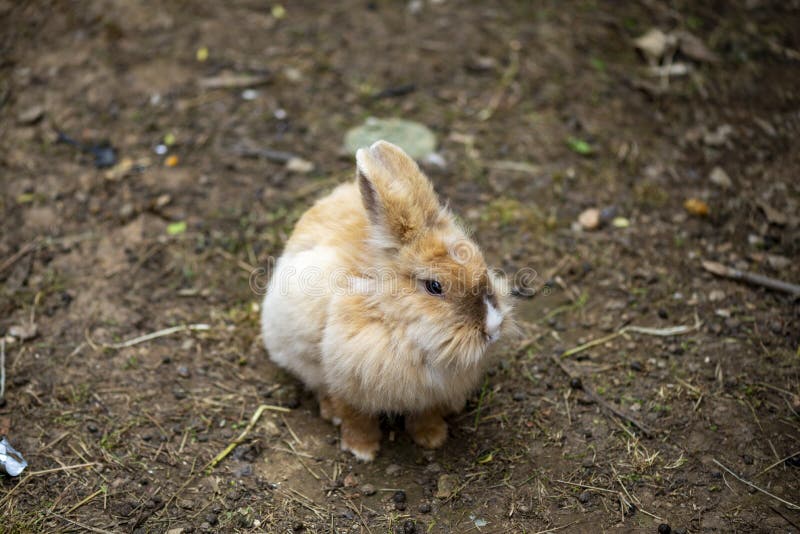 Cute little bunny stock image. Image of brown, rabbit - 184390781
