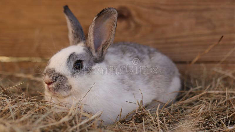 Cute little bunny stock photo. Image of chipmunk, whiskers - 267714280