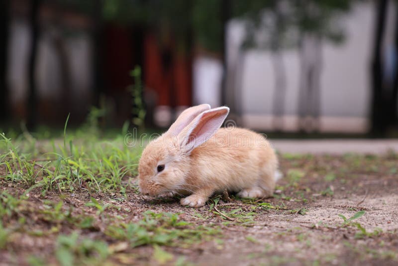 Little bunny on the grass editorial stock image. Image of rabbit ...