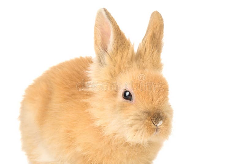 Cute Little Bunny Rabbit on a White Background Stock Image - Image of ...