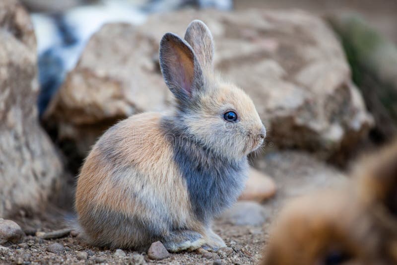 Cute Little Bunny Sitting on the Ground. Stock Photo - Image of april ...