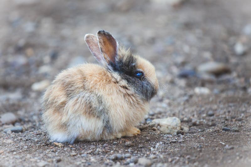 Cute Little Bunny Sitting on the Ground. Stock Photo - Image of animal ...