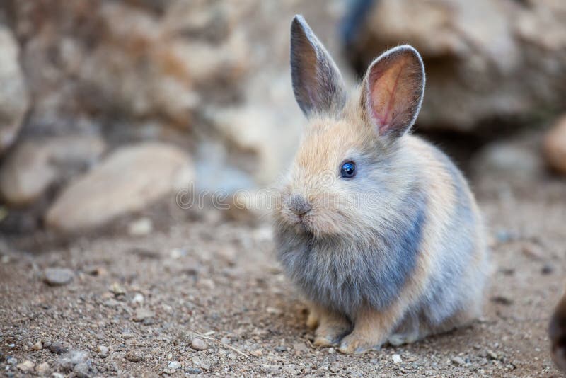 Cute Little Bunny Sitting on the Ground. Stock Photo - Image of festive ...