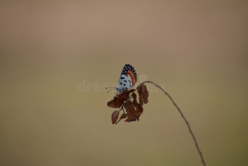 Cute little butterfly. stock image. Image of petal, animal - 178135925