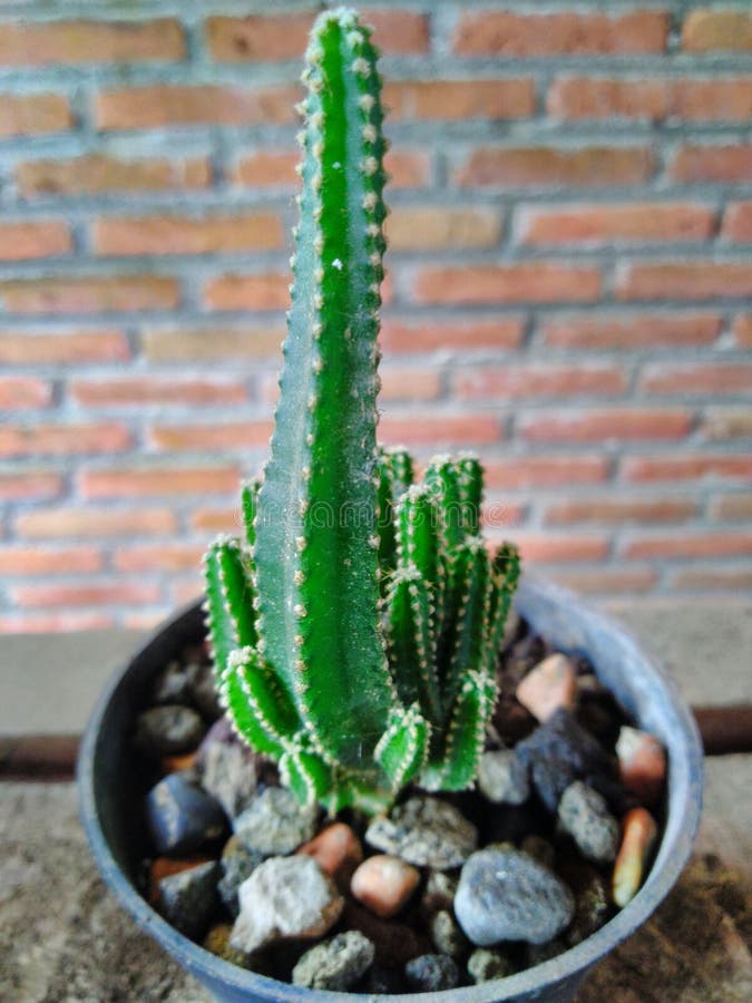 Cute Little Cactus, Placed in a Cute Little Pot Stock Image - Image of ...