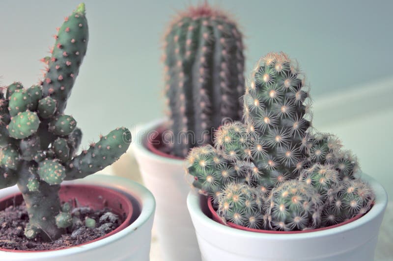 Cute Little Cactus with White Stock Image - Image of little, white ...