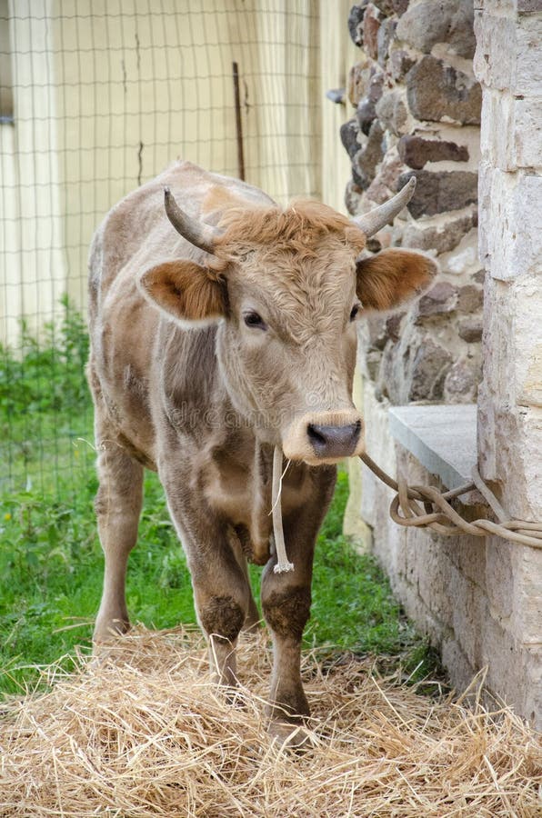 Cute little calf stock photo. Image of calf, view, natural - 65346332