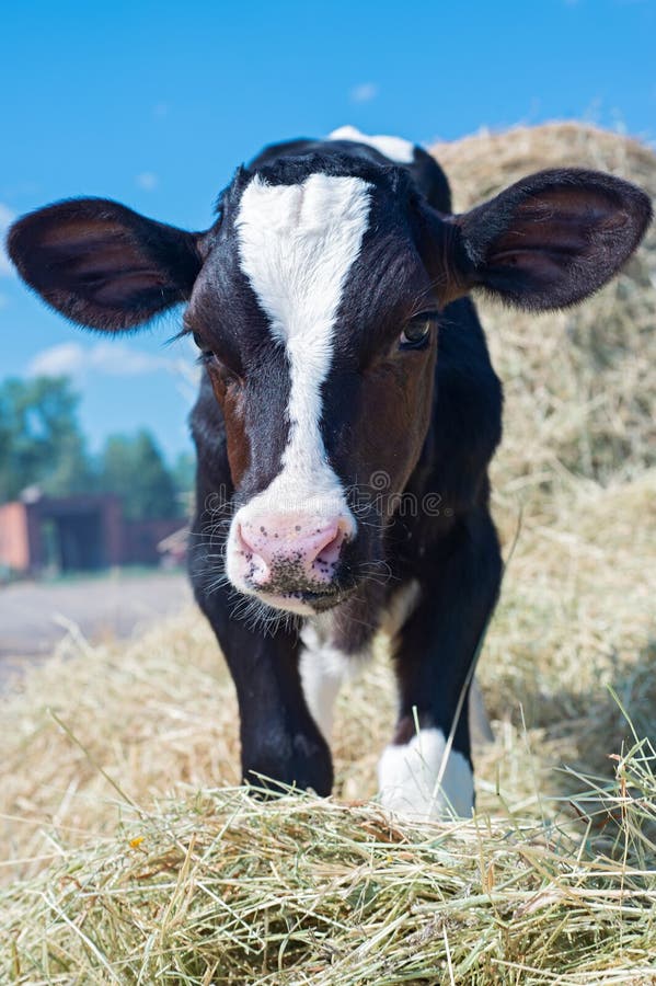 Cute Little Calf Standing in Hay. Nursery on a Farm Stock Photo - Image ...