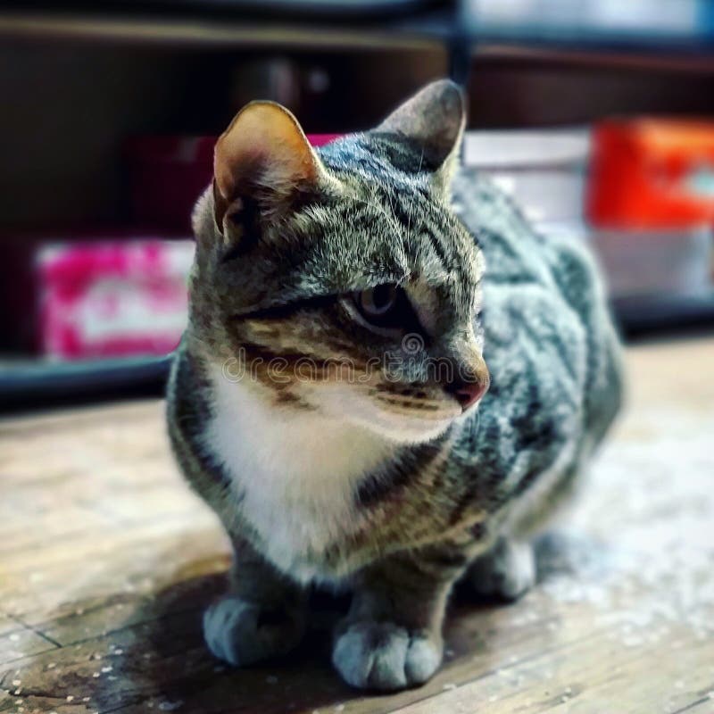 Cute little Cat stock image. Image of mammal, wildcat - 198563897