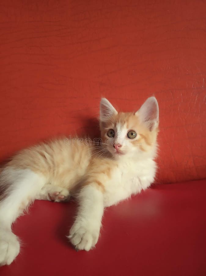 The cute little cat stock image. Image of yellow, alone - 278656709