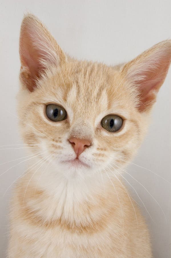 Cute little cat stock photo. Image of animal, young, lovely - 5632032