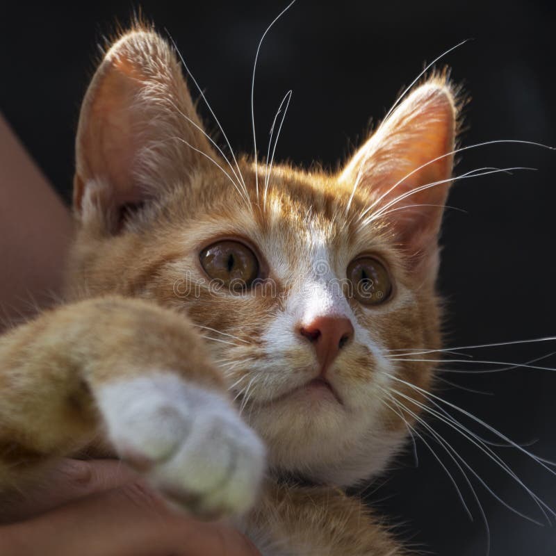 Cute Little Cat on the Girls Hands Stock Image - Image of feline ...