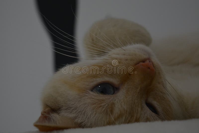 A Cute Little Cat is Hatching, Close Up Stock Photo - Image of pets ...