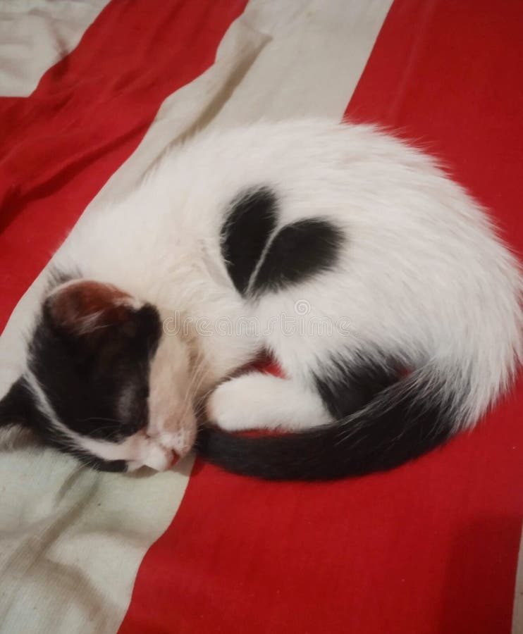 Cute Little Cat with Heart Shaped Fur Stock Photo - Image of cute ...