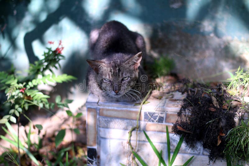 Cute Little Cat Hiding in the Garden Stock Photo - Image of innocent ...