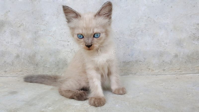 Cute Little Cat Kitten with Blue Eyes Stock Image - Image of feline ...