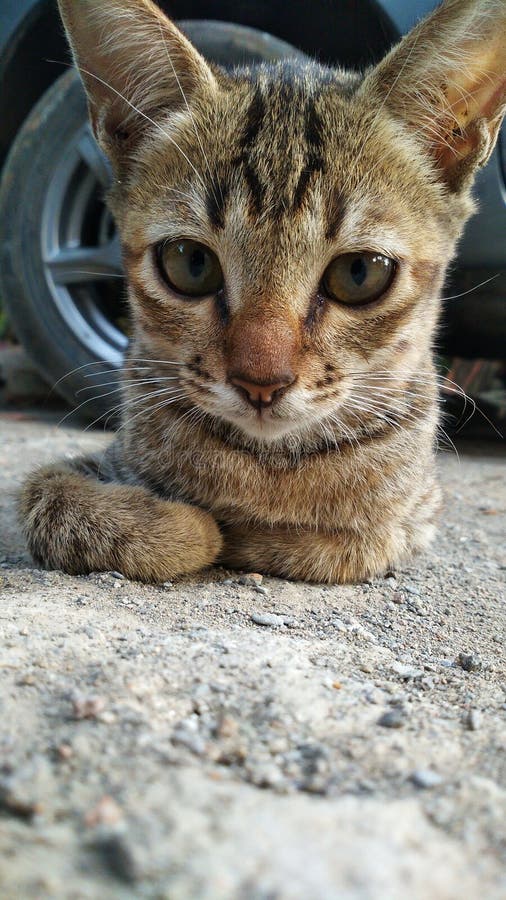 A Cute Little Cat Looking at Me Stock Image - Image of little, look ...