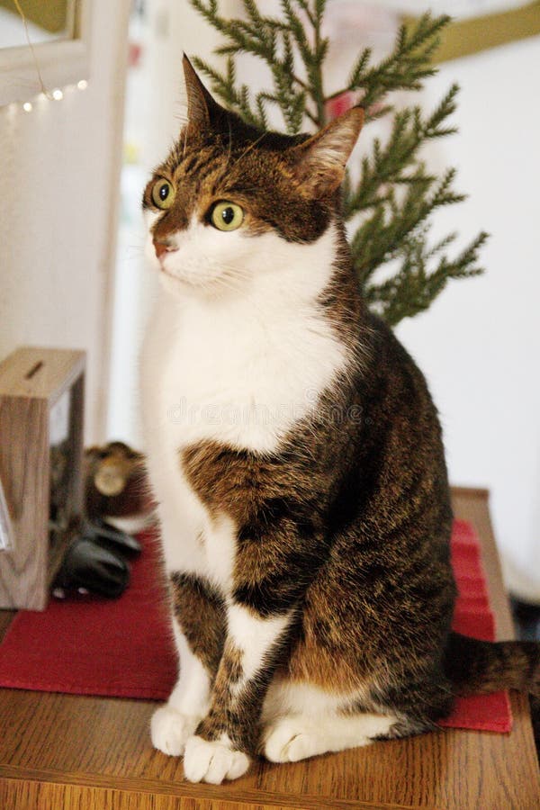 Cute little cat posing stock image. Image of cute, whiskers - 303230703