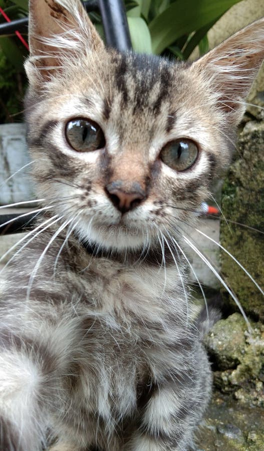 Cute little cat stock image. Image of cute, kitten, little - 139058033