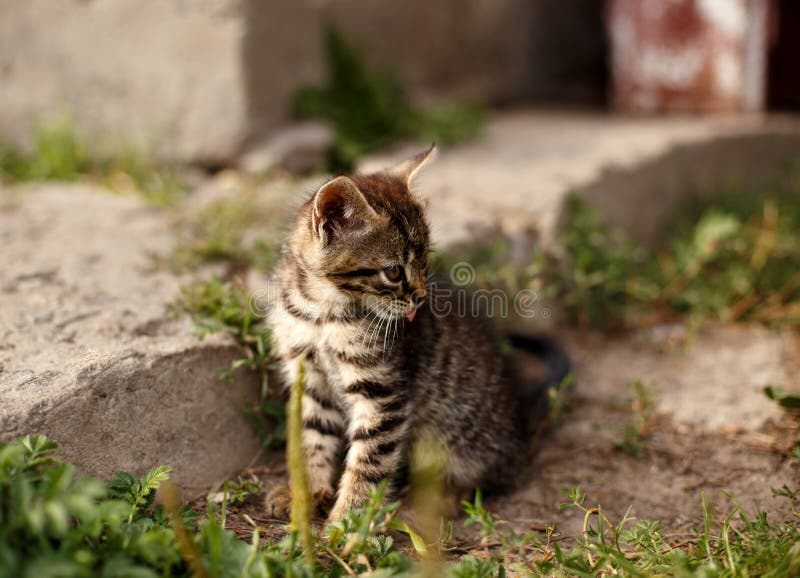 Cute Little Cat Sitting in the Garden Stock Image - Image of adorable ...