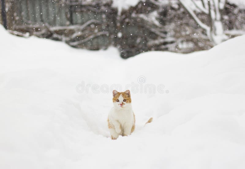 Cute Little Cat Sitting in the Snow Stock Image - Image of hunter ...