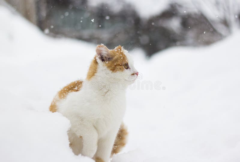 Cute Little Cat Sitting in the Snow Stock Image - Image of ginger, puss ...