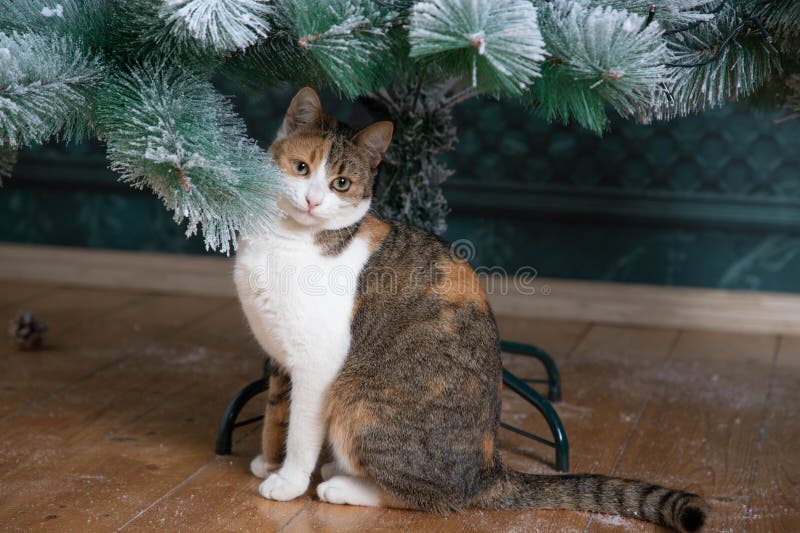 Cute Little Cat Under Christmas Tree Stock Photo - Image of funny ...