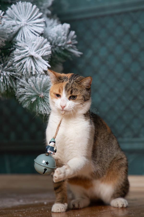 Cute Little Cat Under Christmas Tree Stock Image - Image of cute, xmas ...