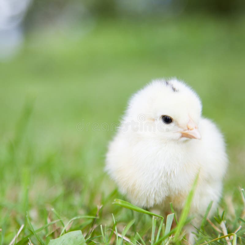 Cute little chick stock photo. Image of holiday, chick - 80082980